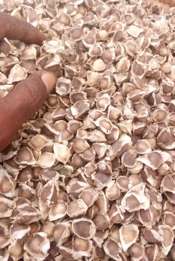 Moringa seed